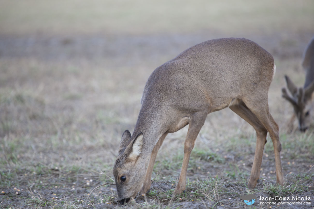 Photographies animalières de mammifères dans leur habitats naturels par ...